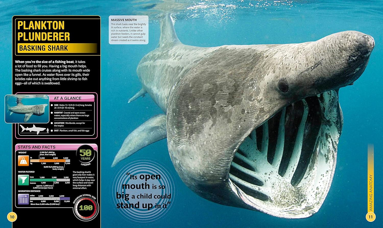 Super Shark Encyclopedia: And Other Creatures of the Deep – ROM Boutique