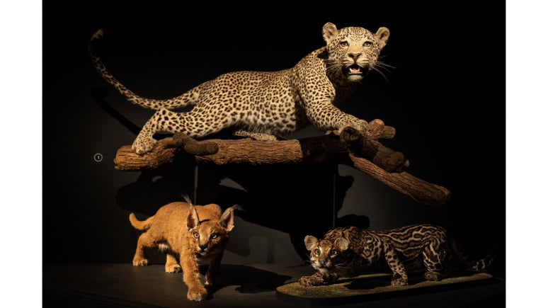 Royal Ontario Museum Canada - ROM Boutique - ROM SHOP